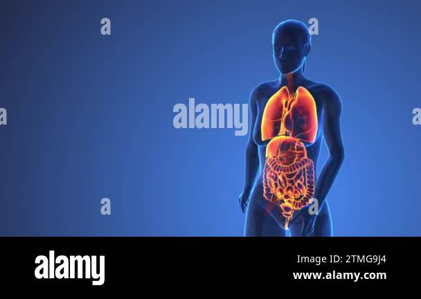 Anatomy of female body with organs Stock Videos & Footage - HD and 4K ...