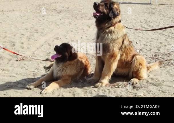 Leonberger breed Stock Videos & Footage - HD and 4K Video Clips - Alamy