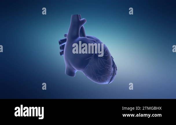Human Circulatory System Heart Beat Anatomy Animation Concept Stock ...