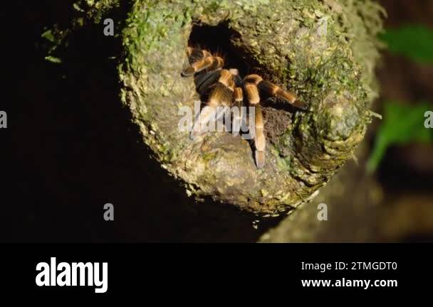 Hairy legs of large spider stick out of hole in tree. Scared spider ...