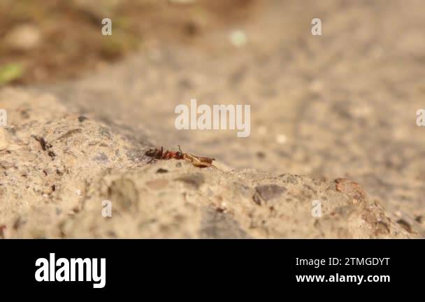 Ants catching earwigs in the garden. Worker ant carry a life insect ...