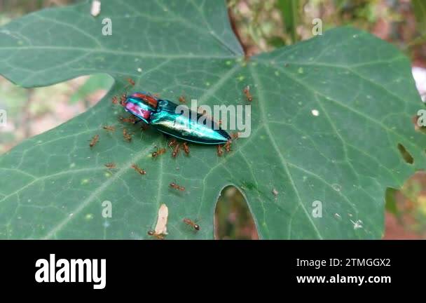 Ants leaf beetle Stock Videos & Footage - HD and 4K Video Clips - Alamy