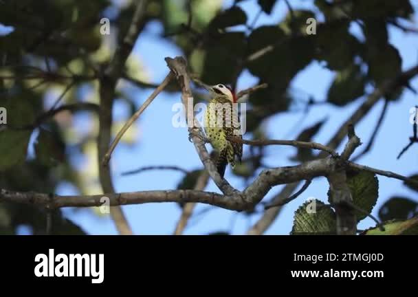 A "barred woodpecker" piciform bird of the Picidae family. It is known ...
