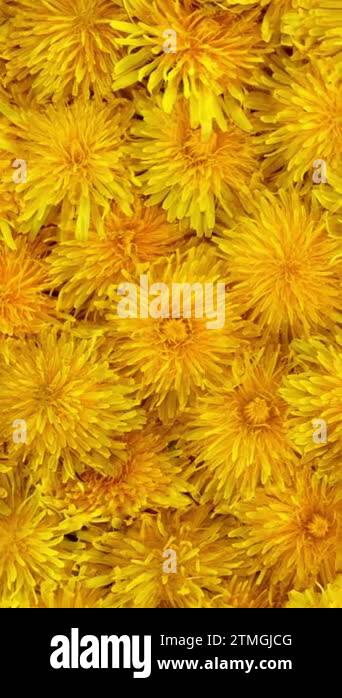 Yellow dandelions Rotate in Vibrant Color it Perfect Backdrop for Your ...