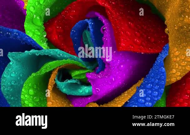 Rainbow rose bright Stock Videos & Footage - HD and 4K Video Clips - Alamy