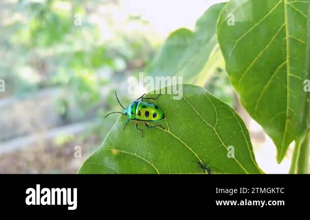 Metallic green insects Stock Videos & Footage - HD and 4K Video Clips ...