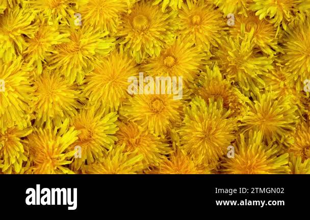Yellow dandelions Rotate in Vibrant Color it Perfect Backdrop for Your ...