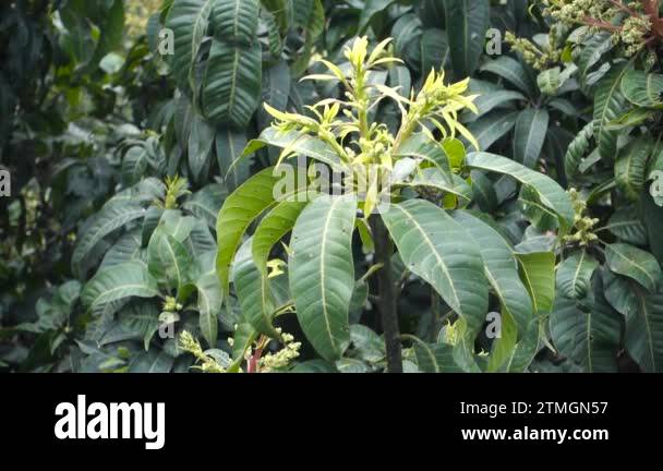 Mango tree mangifera indica Stock Videos & Footage - HD and 4K Video ...