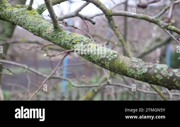 Garden trees covered with moss and lichen slow down their growth, bear ...