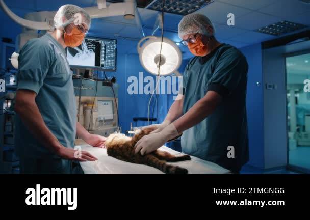 Proper procedure Stock Videos & Footage - HD and 4K Video Clips - Alamy