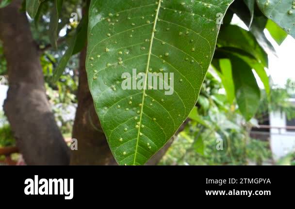 Mango leaves infected by pest.Mango leaf gall midge (Erosomyia ...