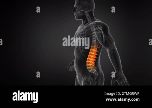 Human back anatomy Stock Videos & Footage - HD and 4K Video Clips - Alamy
