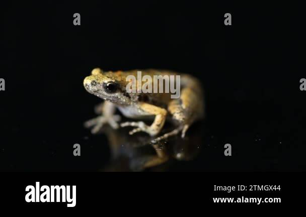 Java Rice Frog, Javan Chorus-frog, Microhyla achatina Javanese Narrow ...