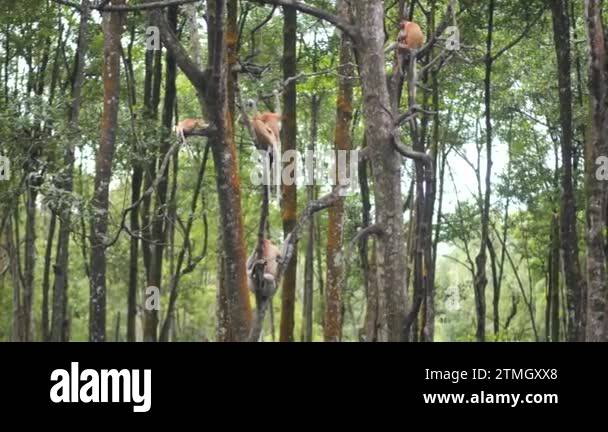 Proboscis monkey (Nasalis larvatus) is enjoying sitting on a tree ...