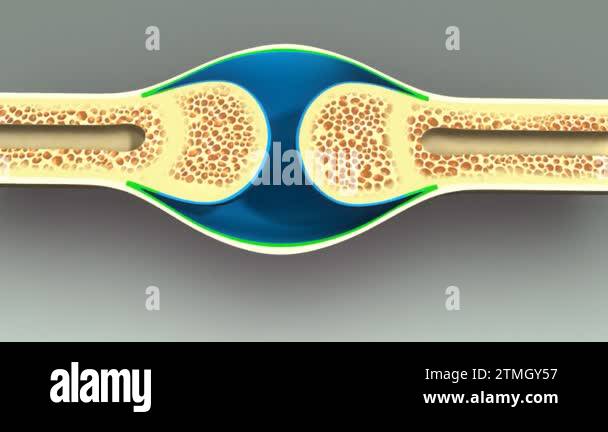 Human bone diagram Stock Videos & Footage - HD and 4K Video Clips - Alamy
