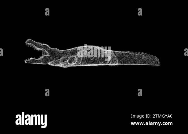 Crocodile science Stock Videos & Footage - HD and 4K Video Clips - Alamy