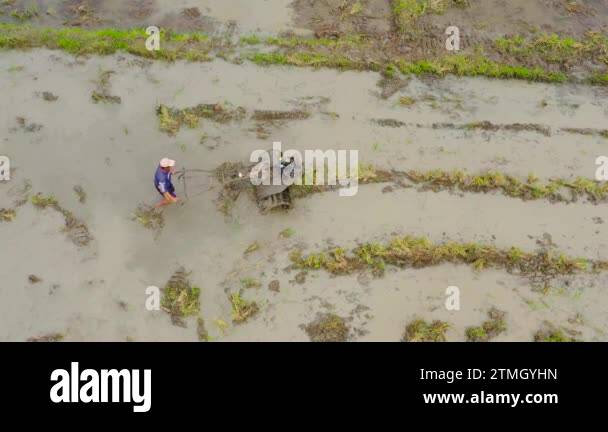 A man prepares the soil for sowing rice. Farmer uses a mechanical plow ...