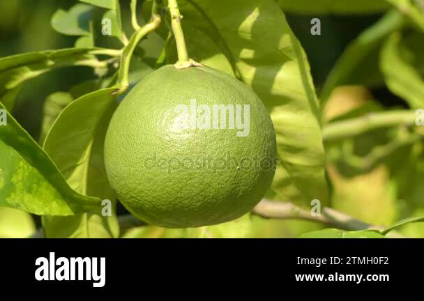 Citrus maxima (or Citrus grandis), (Common names: pomelo, pomello ...