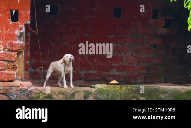 A mad dog on a chain barks with foam from its mouth. Stop chaining dogs ...