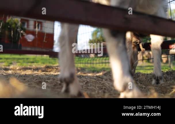 Cute young goats relaxing in an animal farm. Close-up of goat hooves ...