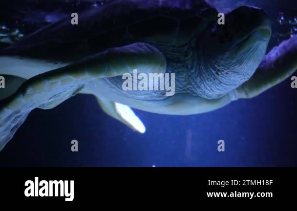 Wild animal crete Stock Videos & Footage - HD and 4K Video Clips - Alamy