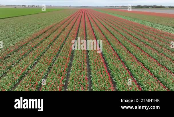 Dutch horticulture Stock Videos & Footage - HD and 4K Video Clips - Alamy