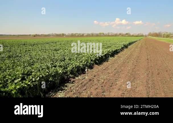 A Field With Different Varieties Of Soybeans. A Farm Plot With Soybeans ...