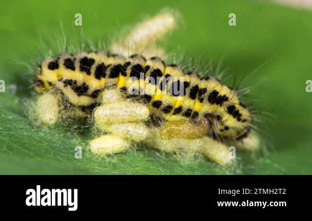 Emerging caterpillar Stock Videos & Footage - HD and 4K Video Clips - Alamy