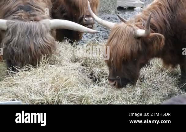Horn wool Stock Videos & Footage - HD and 4K Video Clips - Alamy