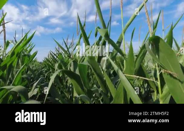 POV walk through inspection of soil ground and health of roots with ...