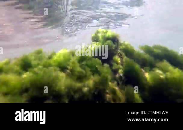 Green algae in transparent water swaying from ebb and flow of sea wave ...