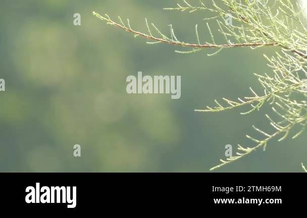 Tamarix gallica, French tamarisk, is deciduous, herbaceous, twiggy ...