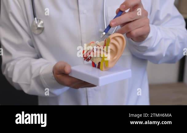 A young attractive otolaryngologist doctor shows a model of the ear and ...