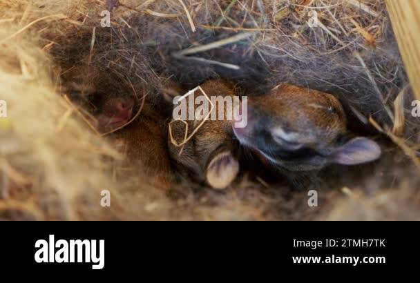 Close-up video clip of newborn rabbits nestled in a straw nest, a ...