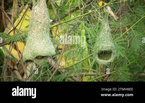 Baya WeaverA small bird with beautiful feathers and bright colors. The weaver is a symbol of ...