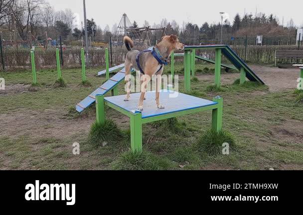 Dog on agility table. Slow motion video. Young funny mongrel dog sits ...