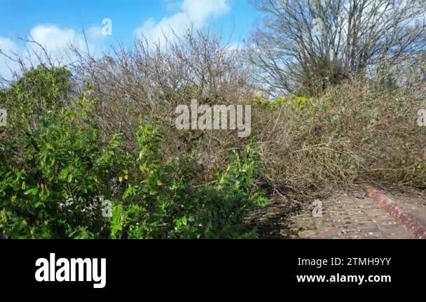 March winds Stock Videos & Footage - HD and 4K Video Clips - Alamy