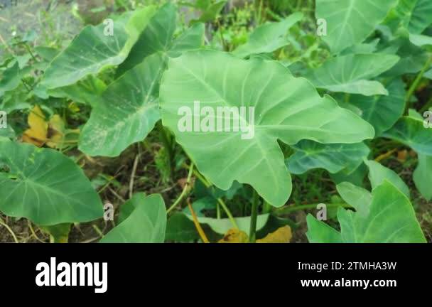Cocoyam colocasia esculenta Stock Videos & Footage - HD and 4K Video ...