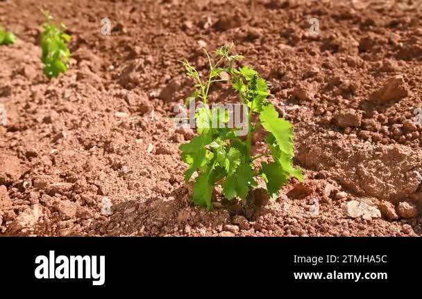 Young sprouts on the new Cannonau grape seedlings. Close-up of the ...