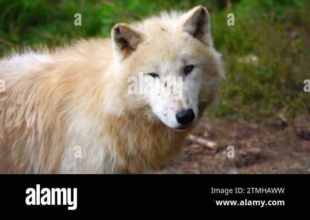Arctic wolf summer Stock Videos & Footage - HD and 4K Video Clips - Alamy