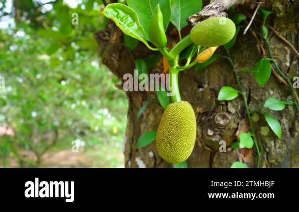 Jackfruit tree artocarpus heterophyllus Stock Videos & Footage - HD and ...