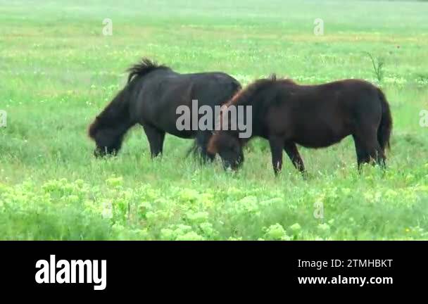 Fluchttier Stock Videos & Footage - HD and 4K Video Clips - Alamy