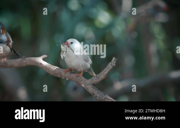 Zebra finches white bird and long-tailed finch is on a tree among grass ...