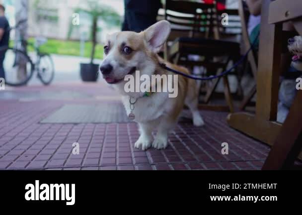 Behind chair Stock Videos & Footage - HD and 4K Video Clips - Alamy