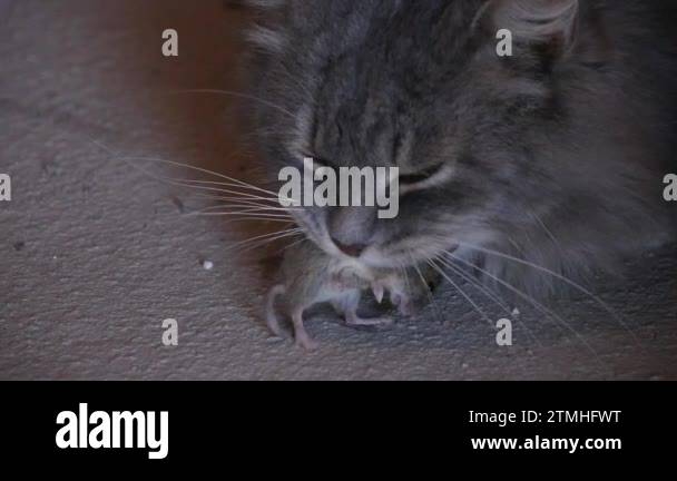 Mouse mouth Stock Videos & Footage - HD and 4K Video Clips - Alamy