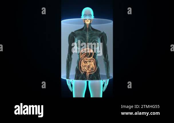 Zooming female Human body scanning internal organs, Digestion system ...