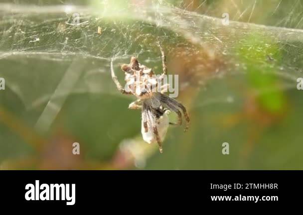 The tropical tent-web spider, also known as Cyrtophora citricola, preys ...