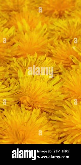 Yellow dandelions Rotate in Vibrant Color it Perfect Backdrop for Your ...