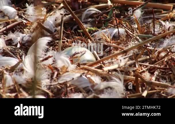 Eggs of a graceful white swan breeding in nest with eggs as white ...