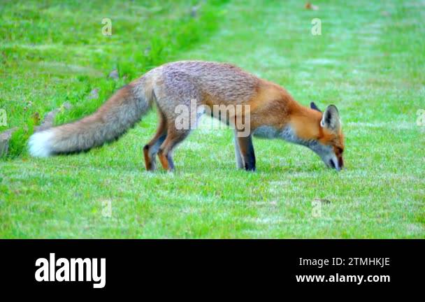 Red fox in the wild habitats. The red fox (Vulpes vulpes), largest of ...